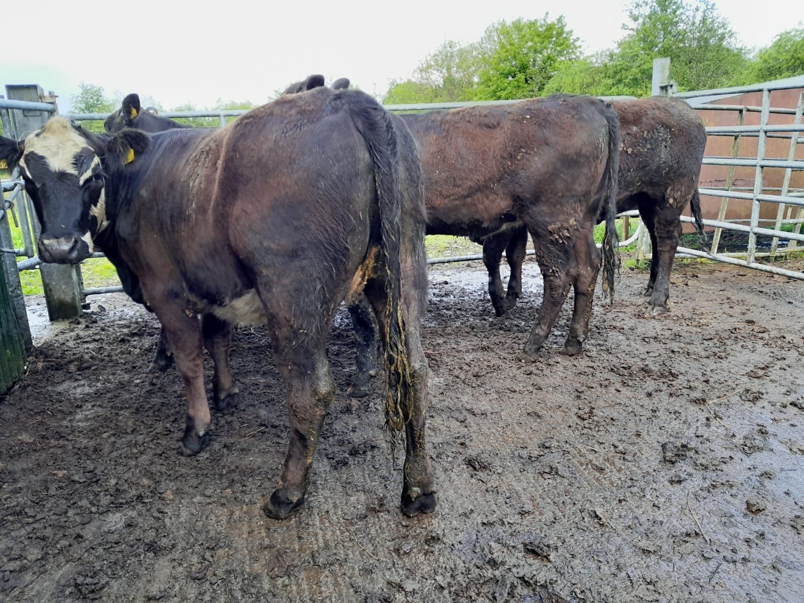 May Cow 2 - Leitrim Organic Farmers